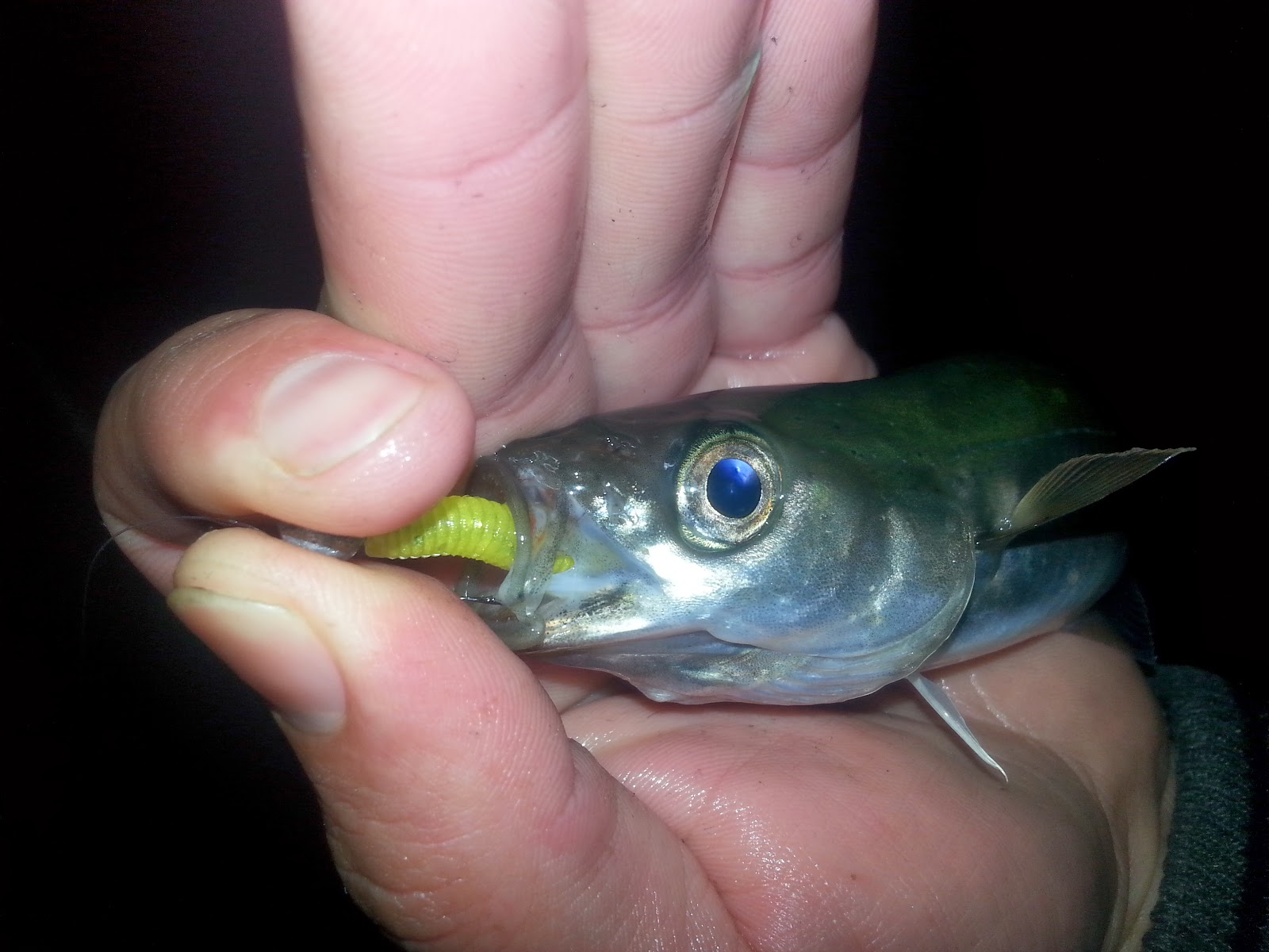 Luremaniac!: Quick fun with pollock and coalfish.