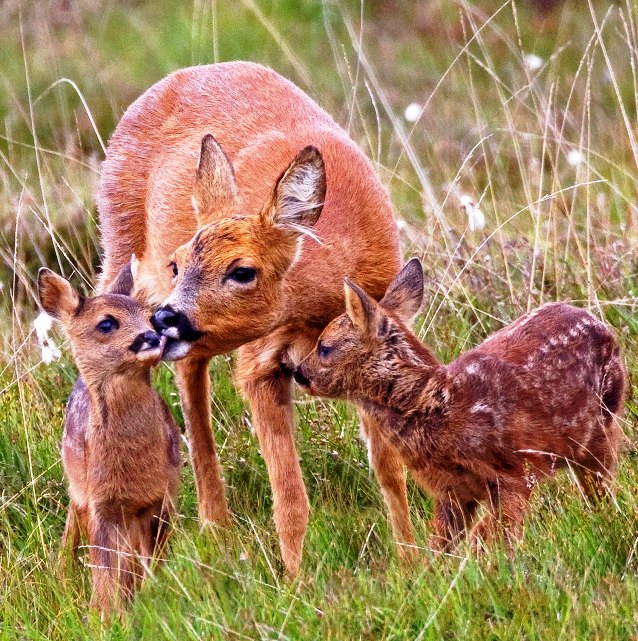 ENIGMAGIKA: Lane moje