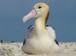 World All Animals: Albatrosses