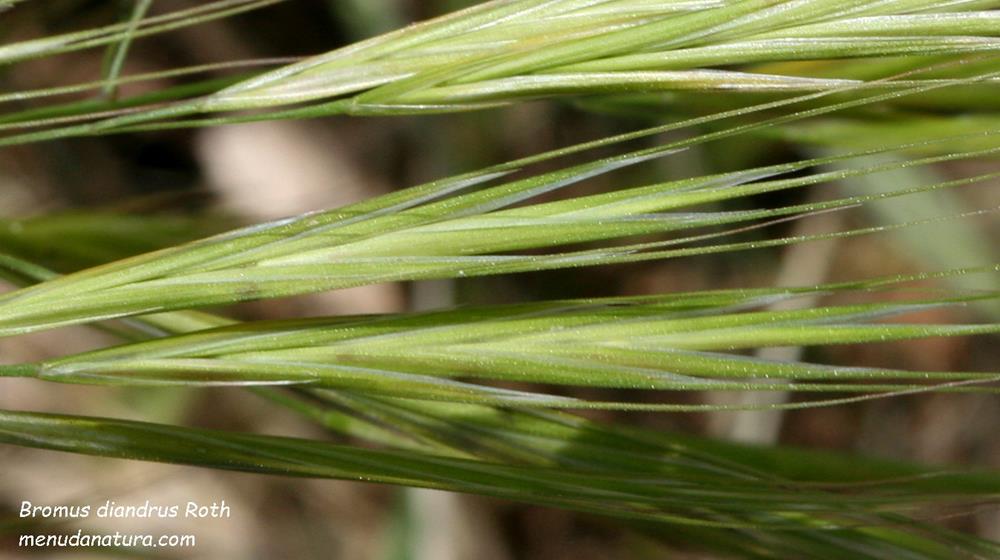 Menuda Natura: Bromus diandrus Roth