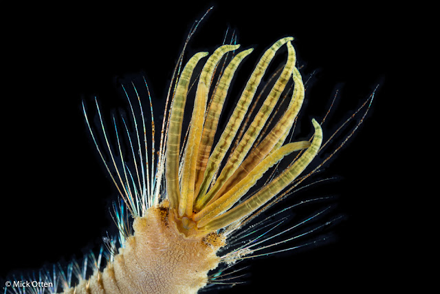 Mick's marine biology: Pherusa plumosa - a short study of the plume worm