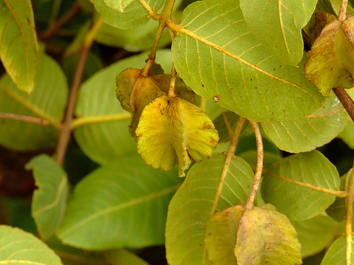 Mofumbo - Combretum leprosum