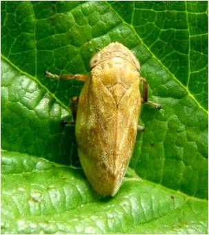 Insects of Scotland: True Bugs