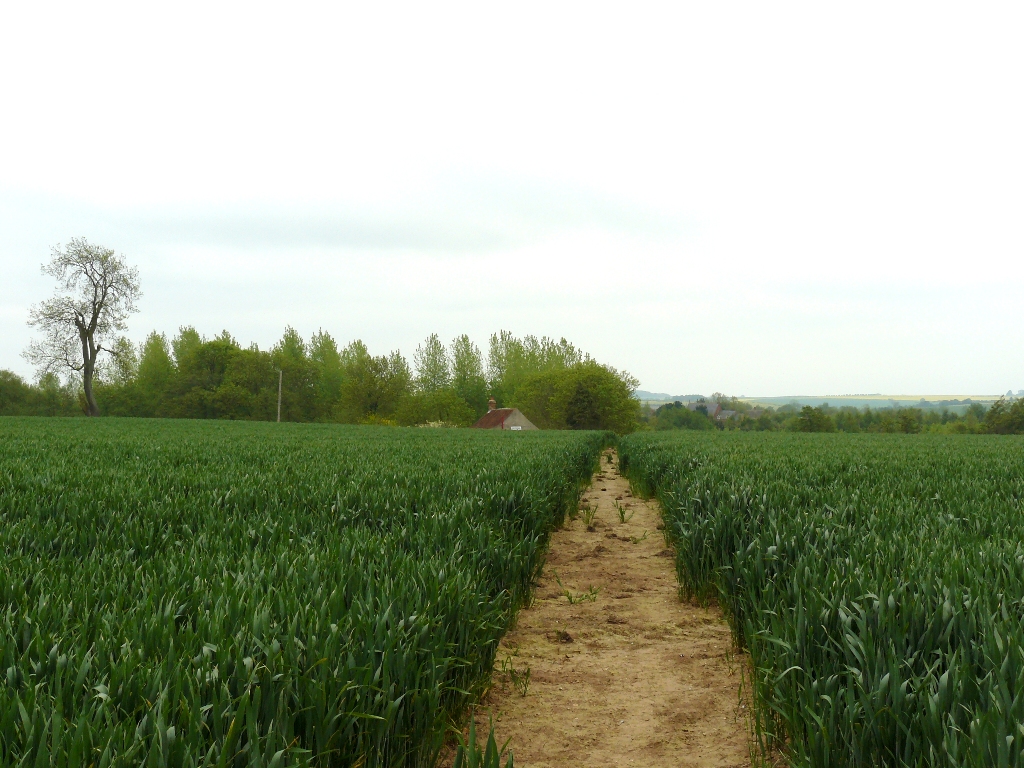pear tree log: A Privy, An Outhouse, A Necessary Room...