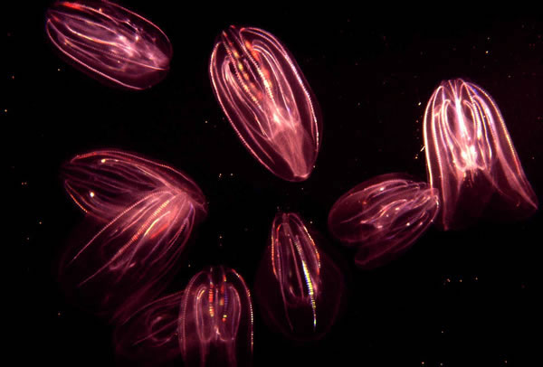 Deep Sea Bloggerhead: Bioluminescence in Jellyfish