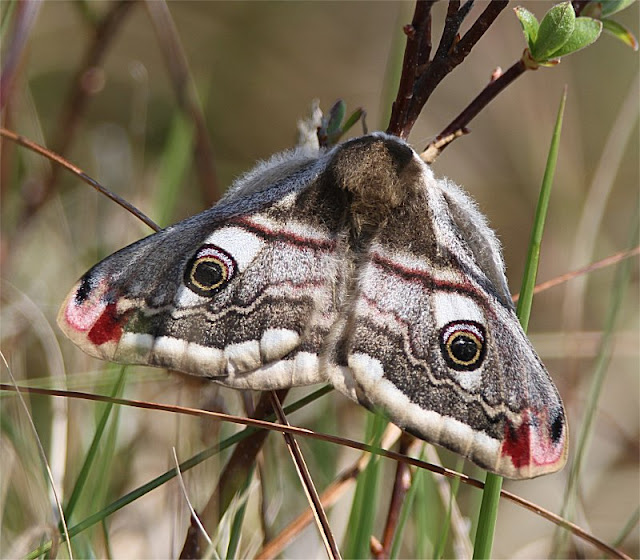 Murfs Wildlife : Emperor Moth