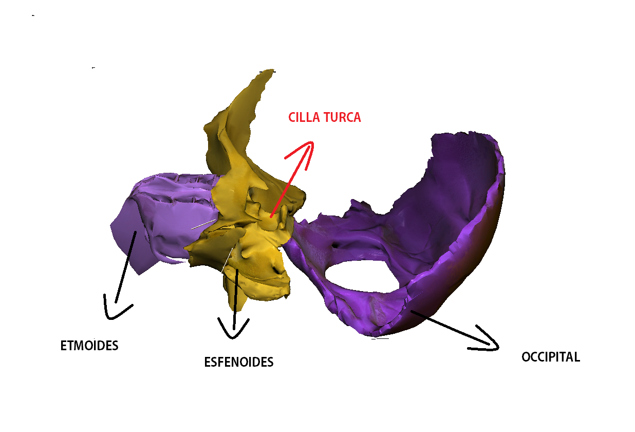 Anatomy full : HUESOS DEL CRANEO