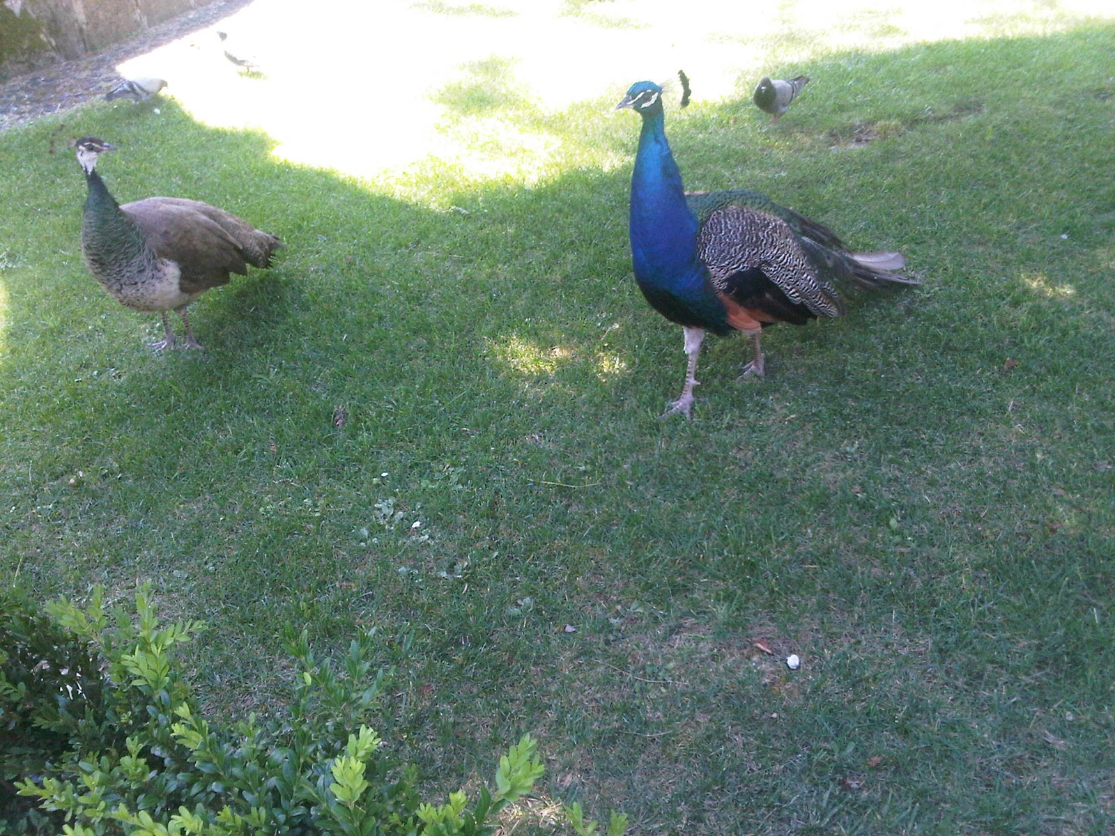 IMAGENES DE EL CAMARON DE MALABO: PAVO DE NAVIDAD. Pavo real.
