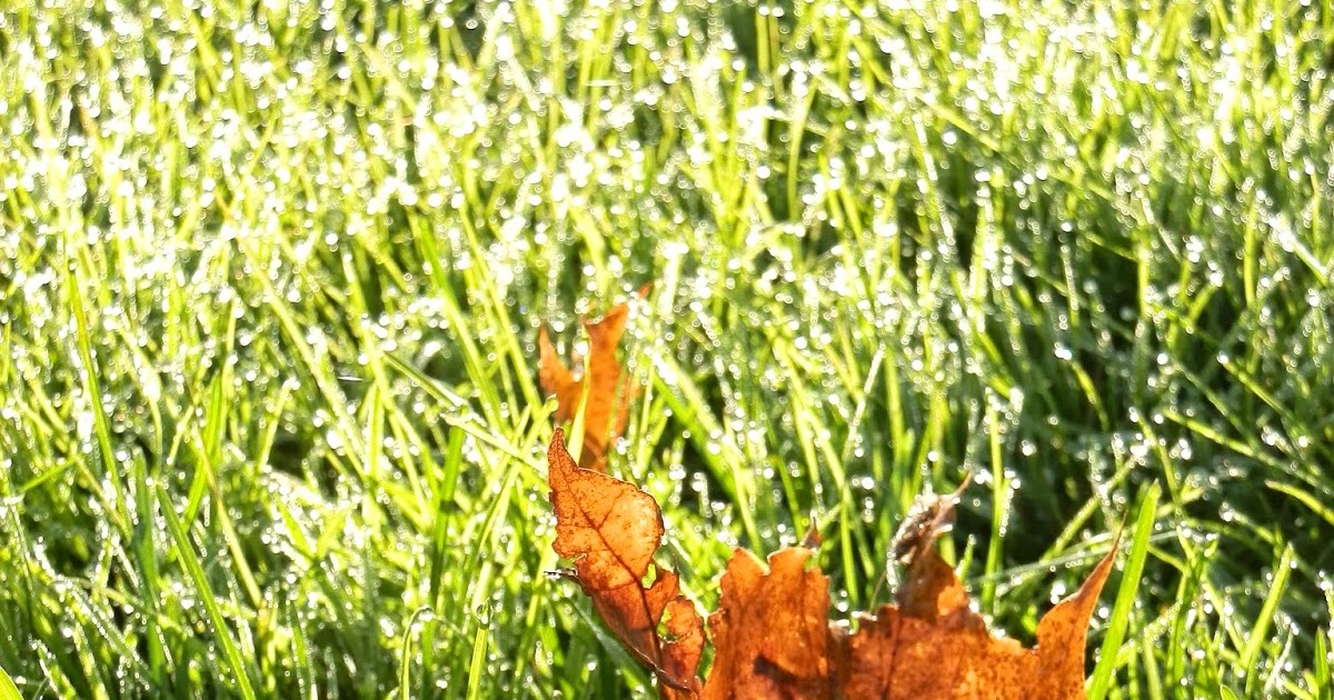 Todolwen: A Bright And Beautiful Fall Morning