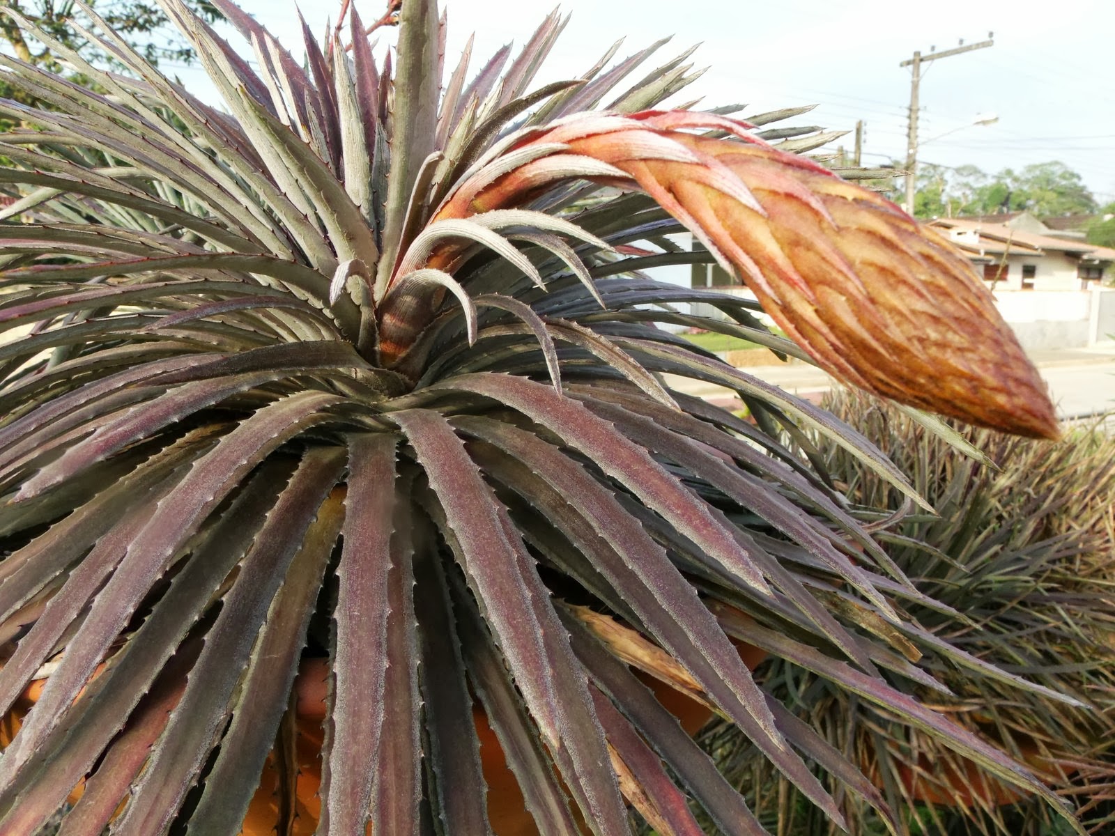 Dyckia Brazil: Dyckia reitzii rubra