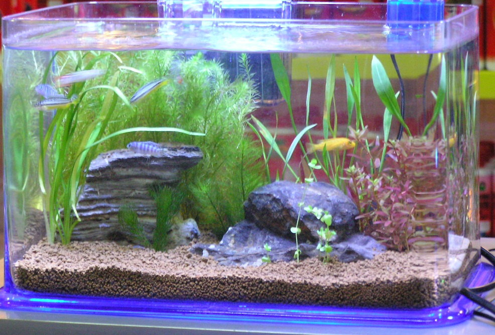My Fresh Water Aquarium - Natural Planted Tank (Walstad Method).: Nano ...
