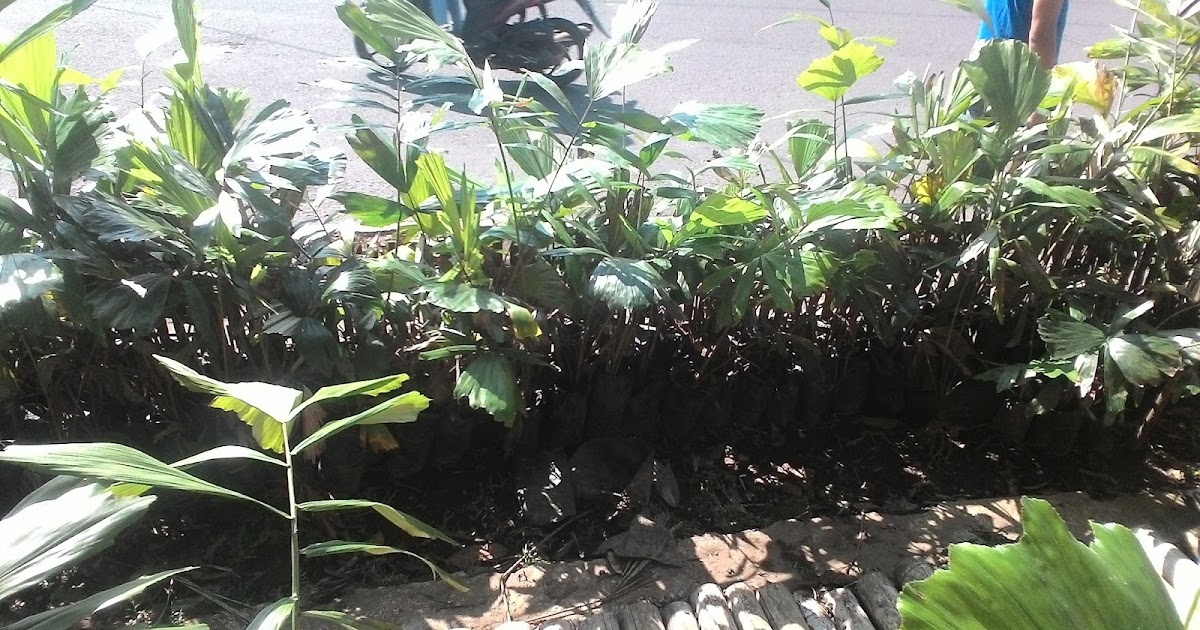 Raksa Palm Suiker: Budidaya Pohon Aren