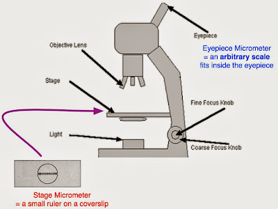 Measurements under the microscope