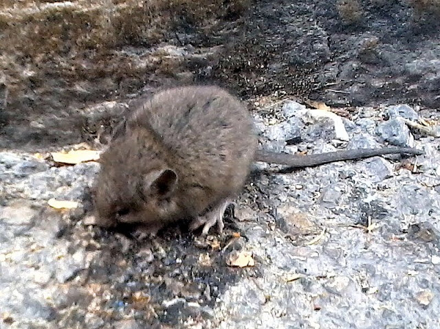 VILLENATURA: Mus musculus