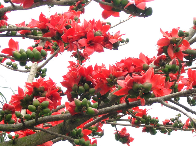 Herba Adalah Penawar Pelbagai Penyakit. : BUNGA MUKMIN / RATU PARI