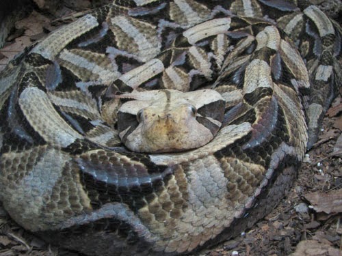 Víbora del Gabón (Bitis gabonica)