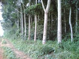 kopi-n-pes: Pokok sentang