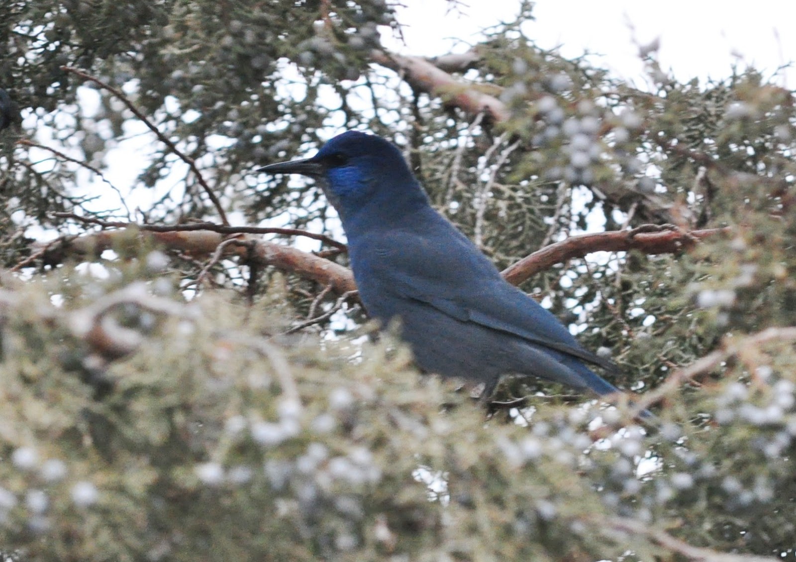 Birds of Madison County