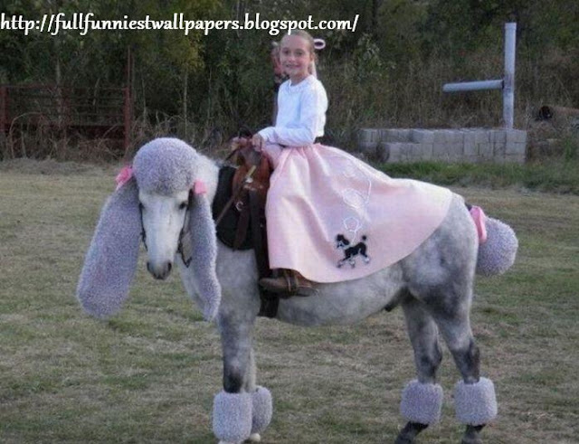 who ride fancy horuse ~ Funny (Images & Videos)