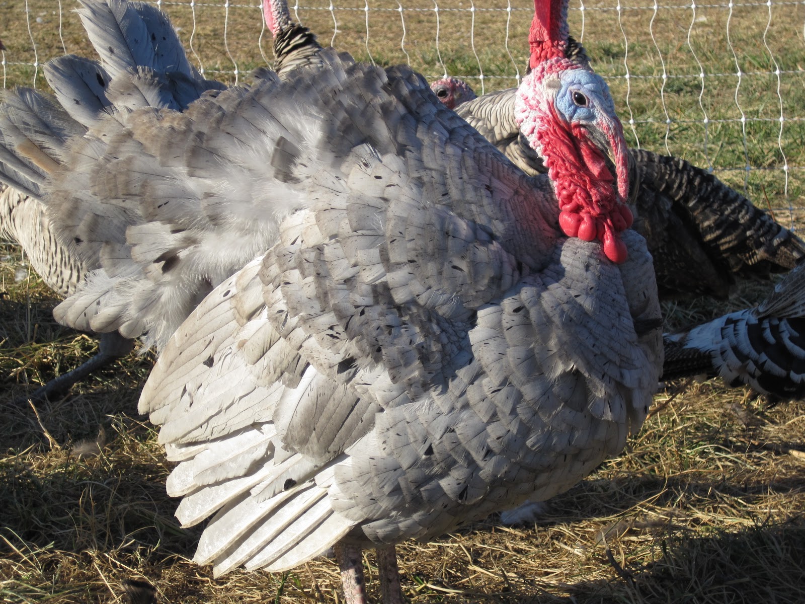 Elmwood Stock Report: Organic Heritage Turkeys