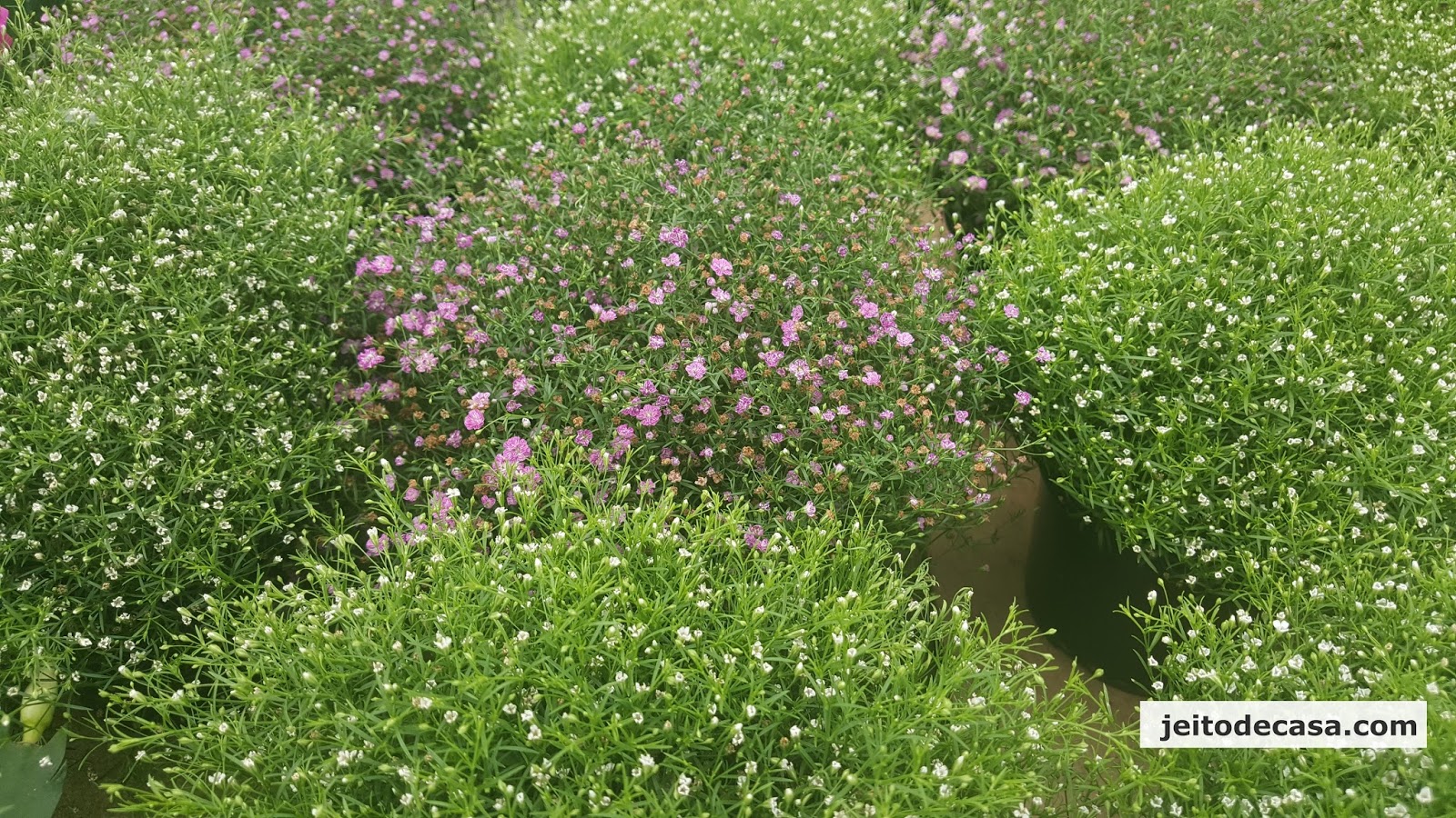 Flor mosquitinho lilás! - Jeito de Casa - Blog de Decoração e Arquitetura