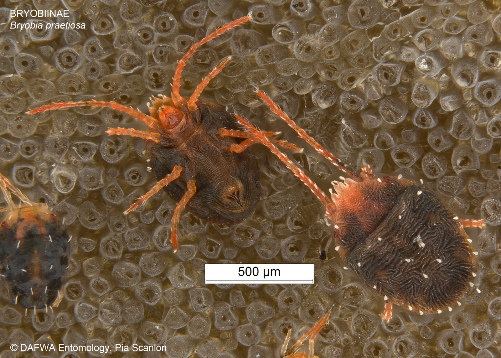 NCSU PDIC: Clover mites: The other spider mites