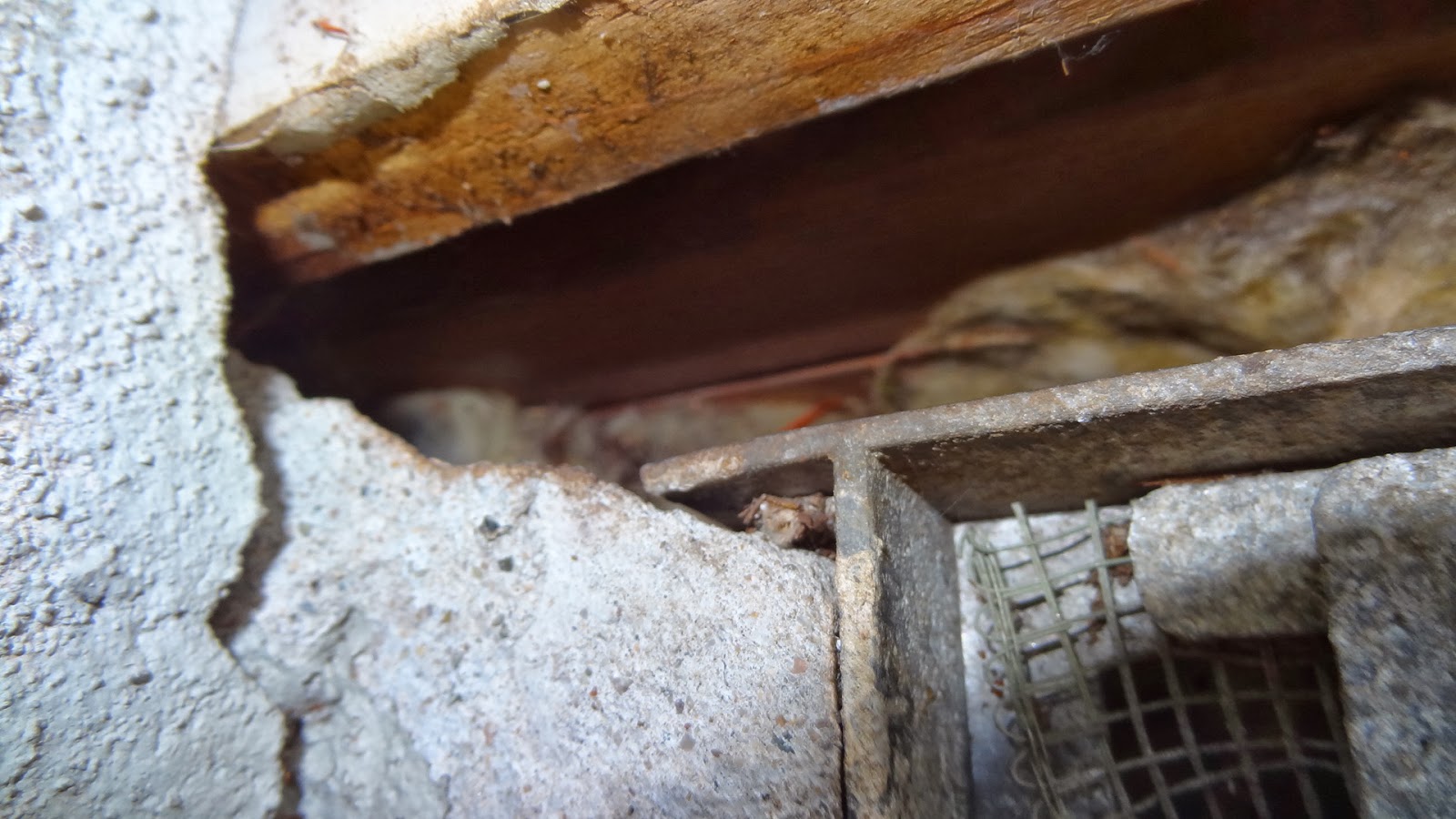 Rodent Exclusion and Rodent Rub Marks - GreenHow Pest and Termite ...