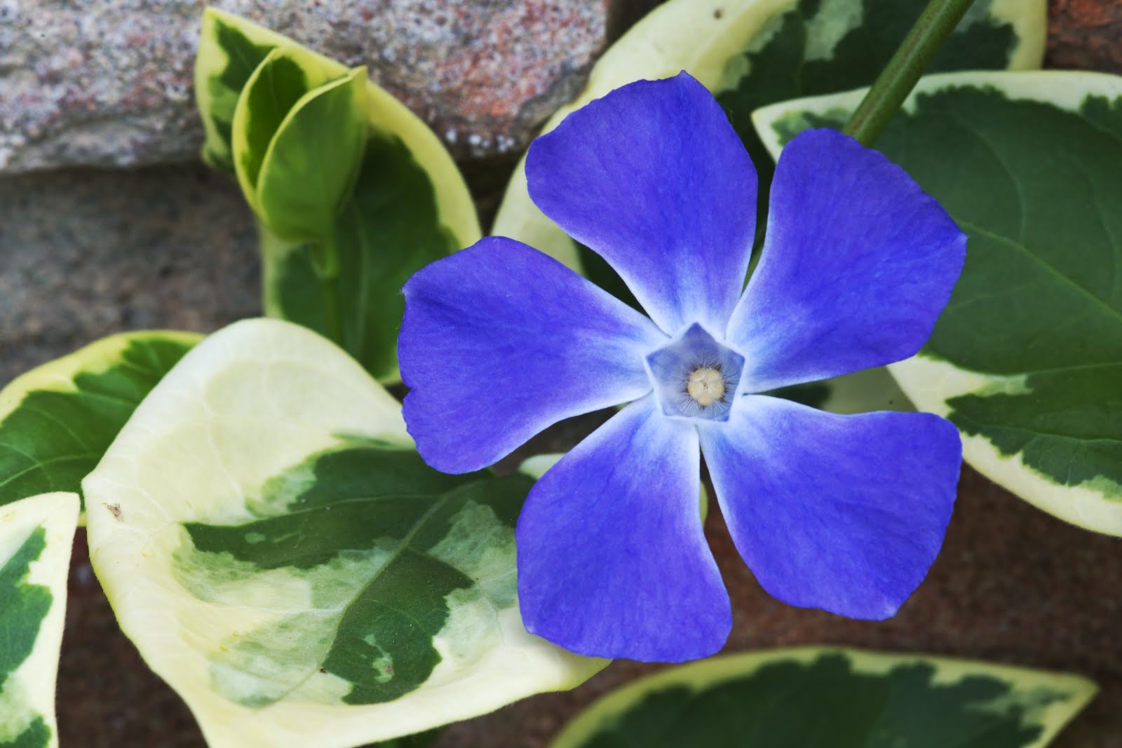The Graceful Art Of Beautifying Existence: Pervinca (Vinca major)