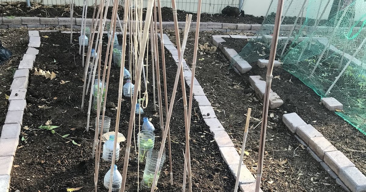 My Little Garden in Dubai: How to protect seedlings from birds