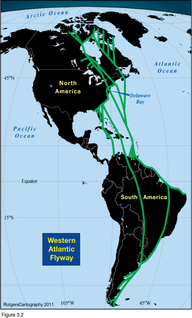 Polymath at Large: The bird, the crab, the eggs, the blood, and the ...