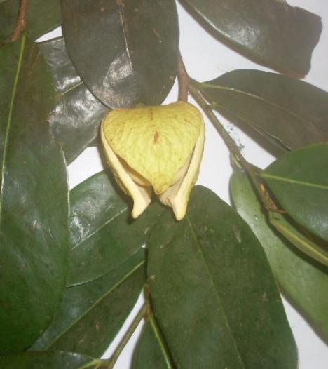 Manfaat buah,tumbuhan,dll: MANFAAT BUAH DAN DAUN SIRSAK