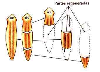 Filo platelmintos | Biologia: A ciência da vida