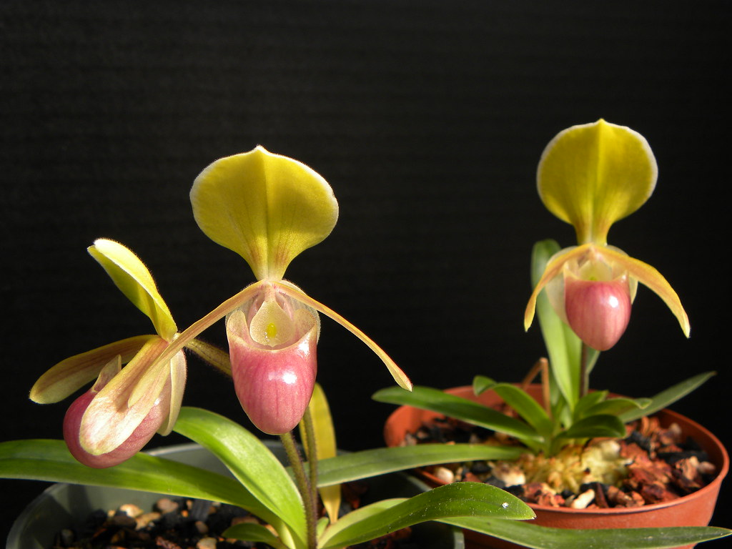 Paphiopedilum helenae orchid plant care and culture | Travaldo's blog