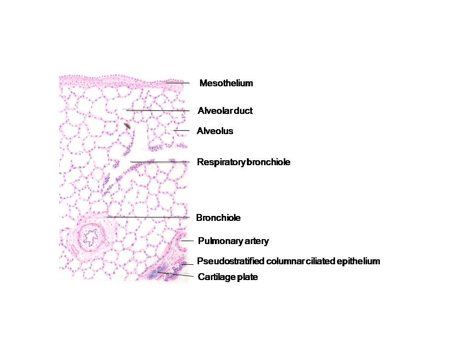 Histology Diagrams Special Histology Specific Points HISTOLOGY