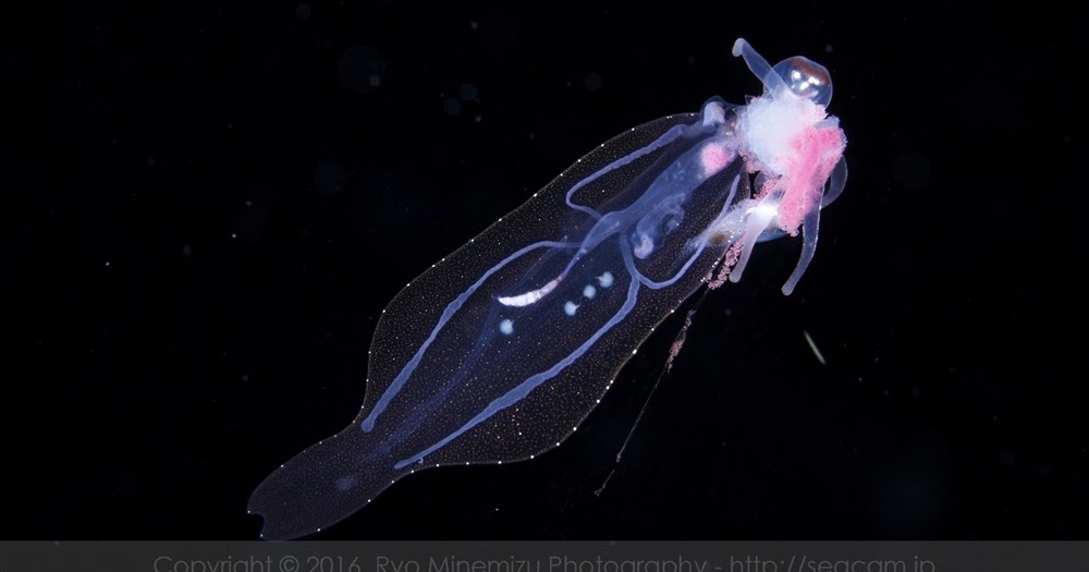 Black Water Dive® - ブラックウォーターダイブ: Phylliroe bucephala is eating ...