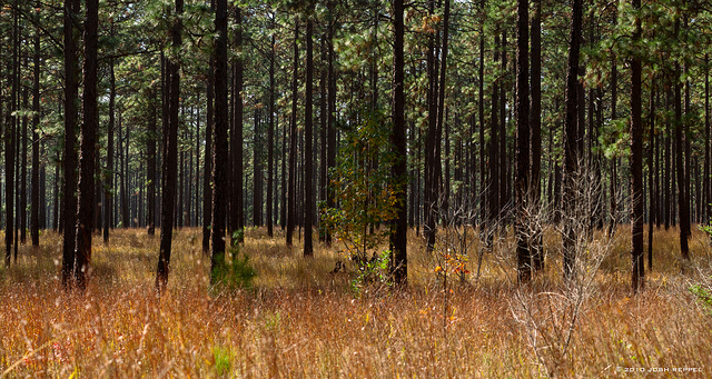Redefining the Face Of Beauty : TOP 10 PLACES TO VISIT IN LOUISIANA!