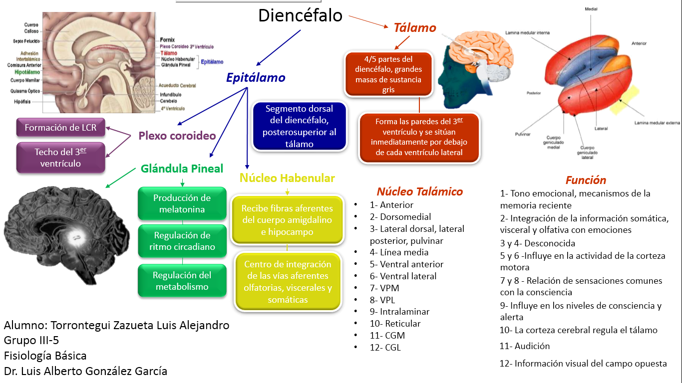 Fisiología Básica: Mapeo del diencéfalo (Tálamo y epitálamo)