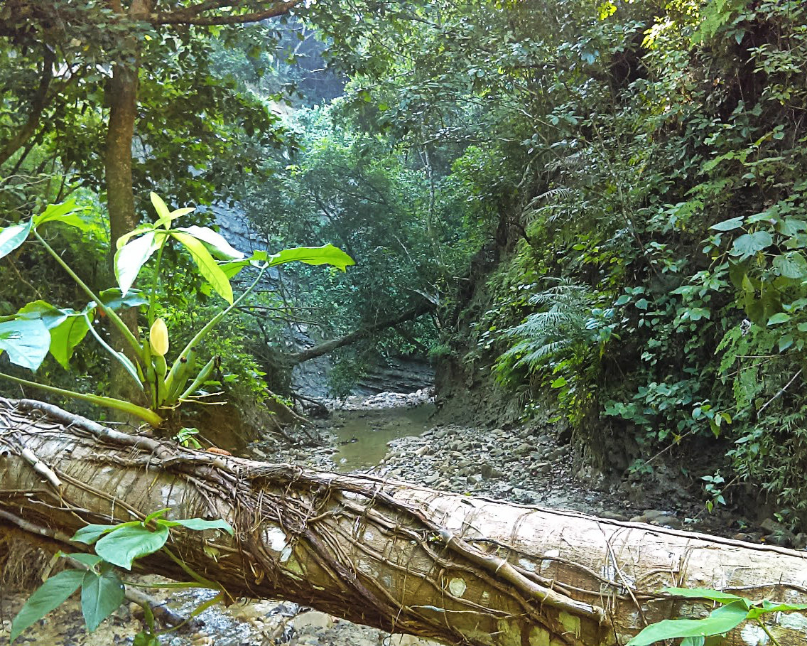 Miguel Rojas: Bosque húmedo subtropical La Chichigua - Palo Quemado