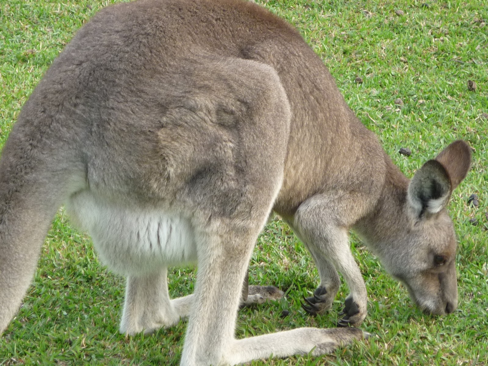 Auslandssemester in Sydney: Kängurus!!!
