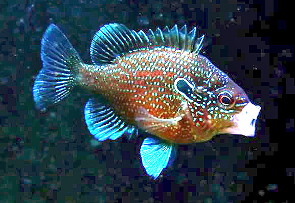 Virginia Tech Ichthyology Class : Sunfishes (Lepomis) of Virginia, by Don Orth