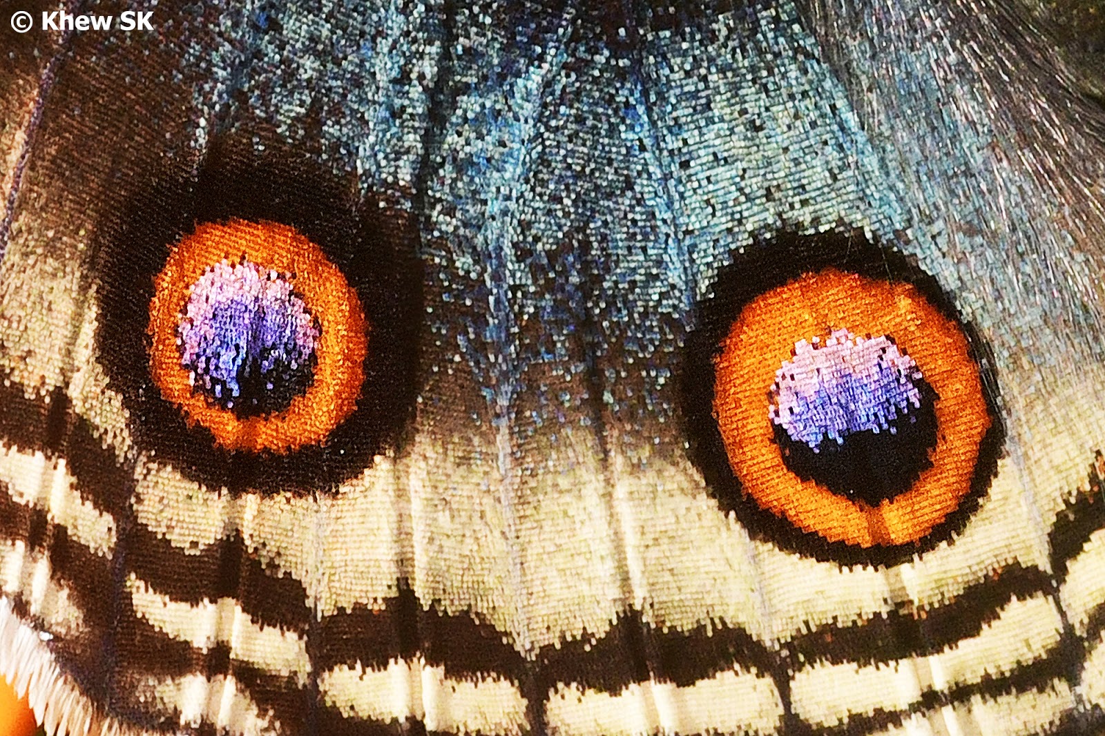 Butterflies of Singapore: Butterfly Eyespots