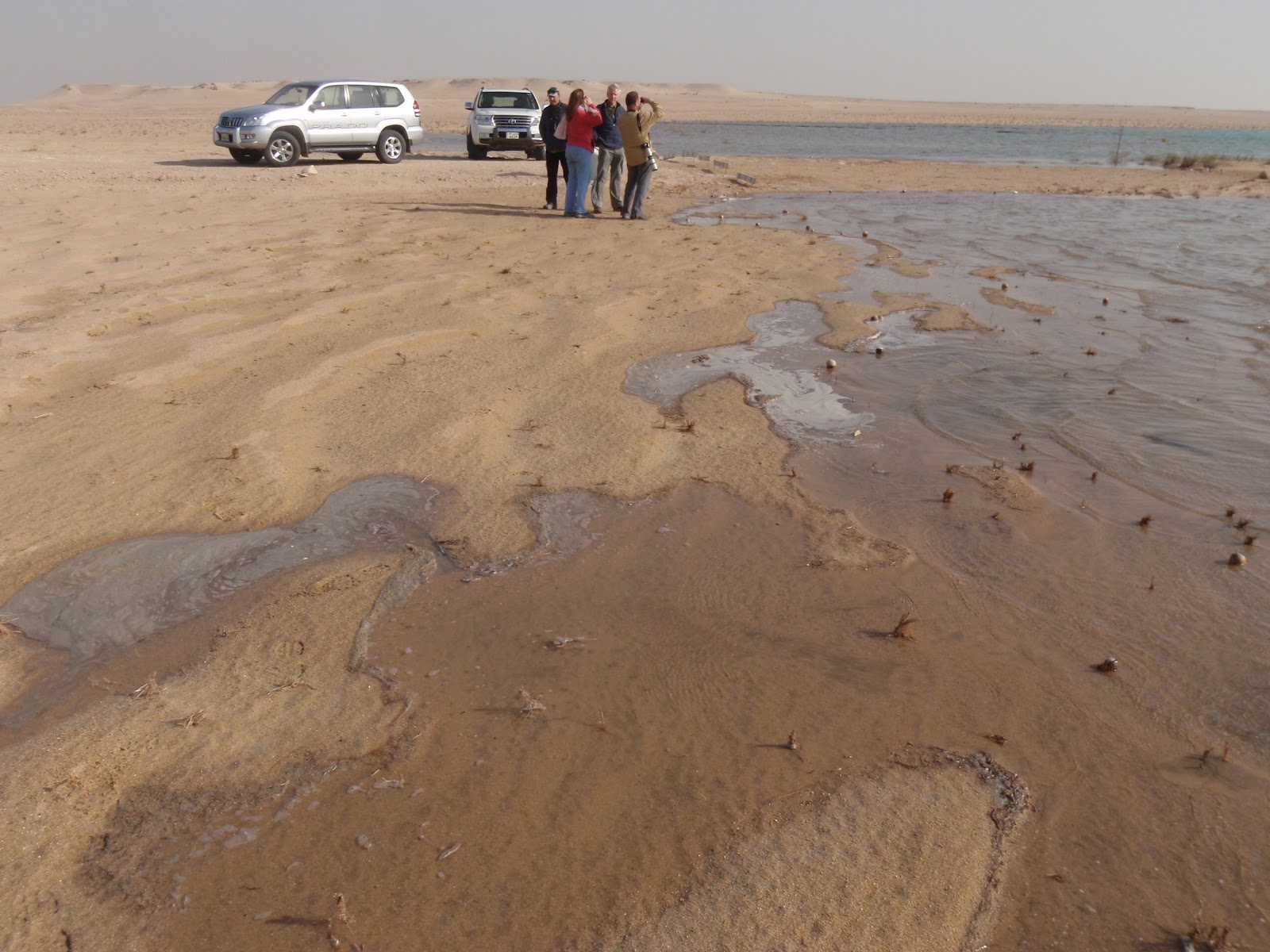 Athens Nature Journal: Kuwait Birding: Nature and culture experiences