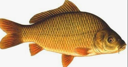 CEARÁ TILÁPIA: Carpas Húngara, Colorida, Comum e Koi