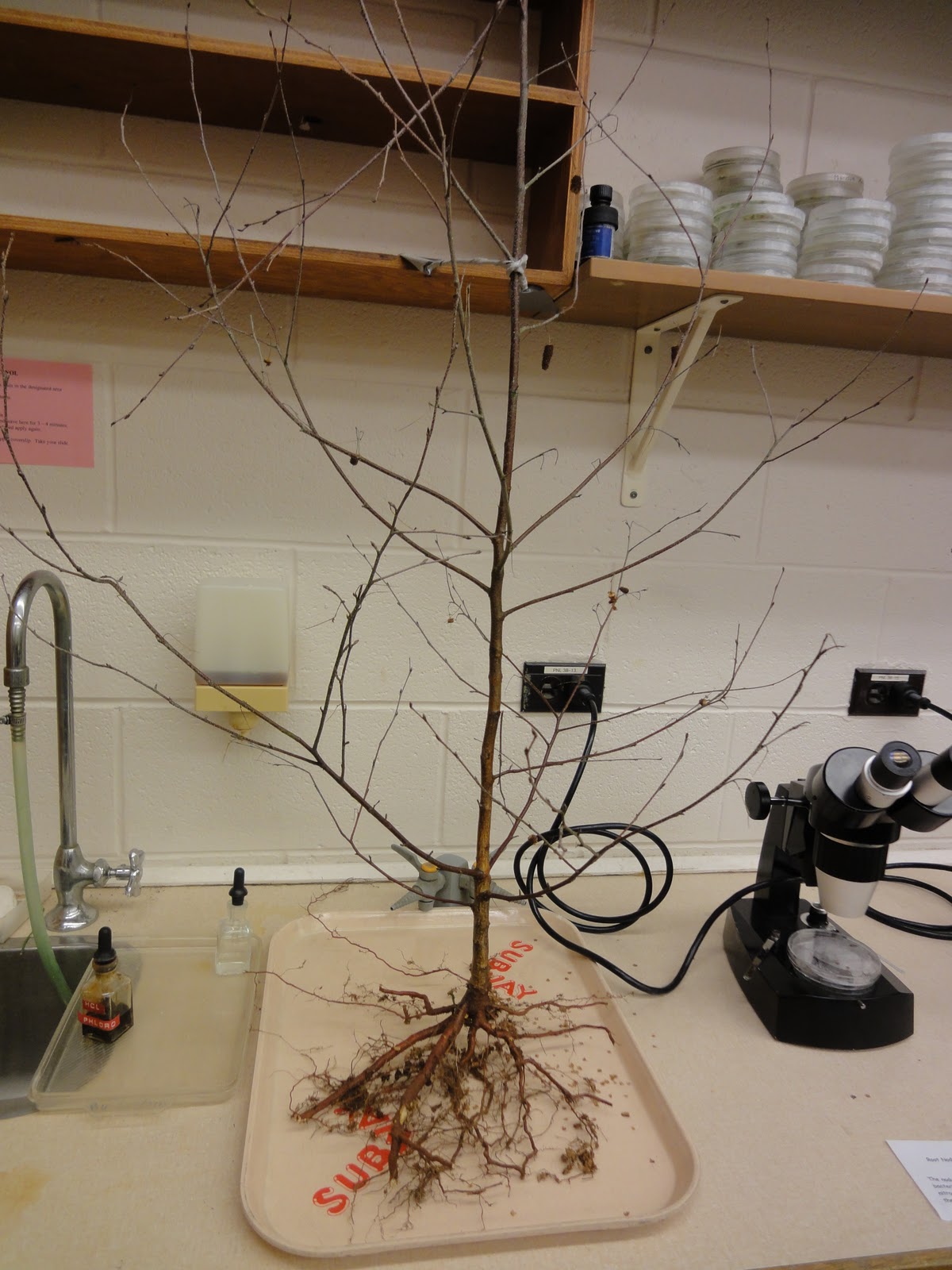 UBC Biology 210 Blog: Lab 3 - Roots and Root Modifications