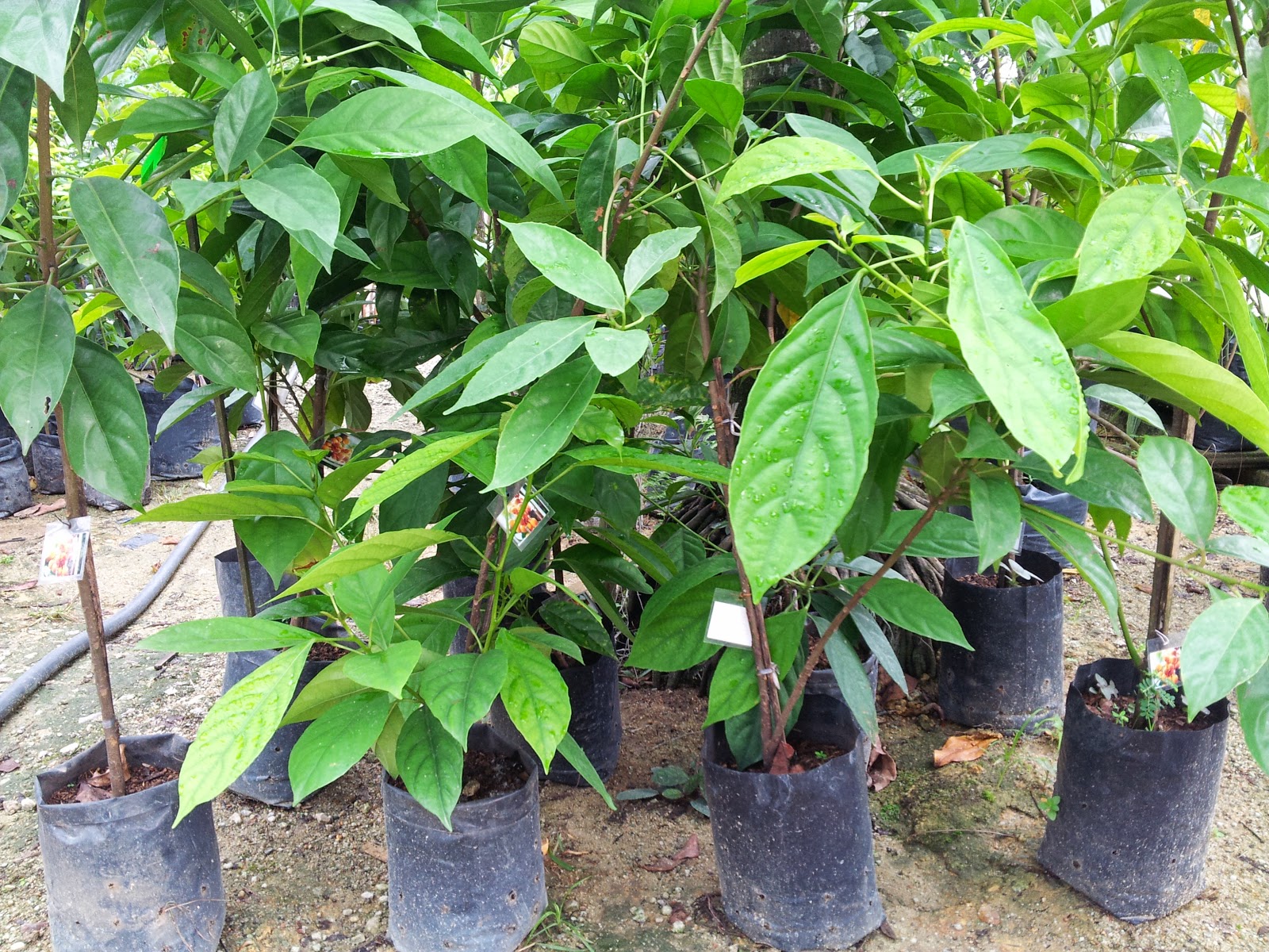 BUMI HIJAU NURSERY (002279488-D): Benih Rambai