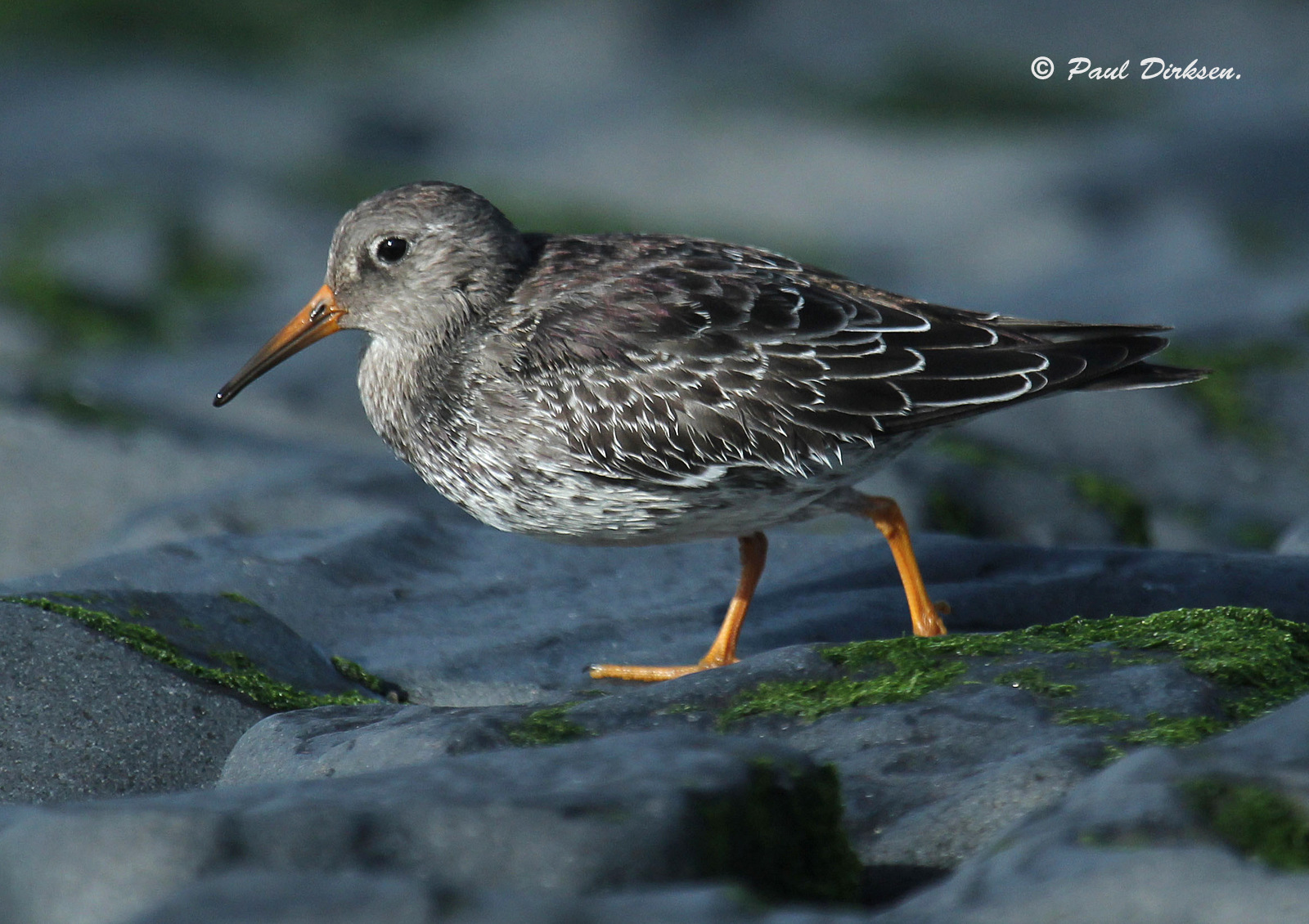 Vogels van Paul: Paarse strandloper, strand bij Petten NH 30-9-2012