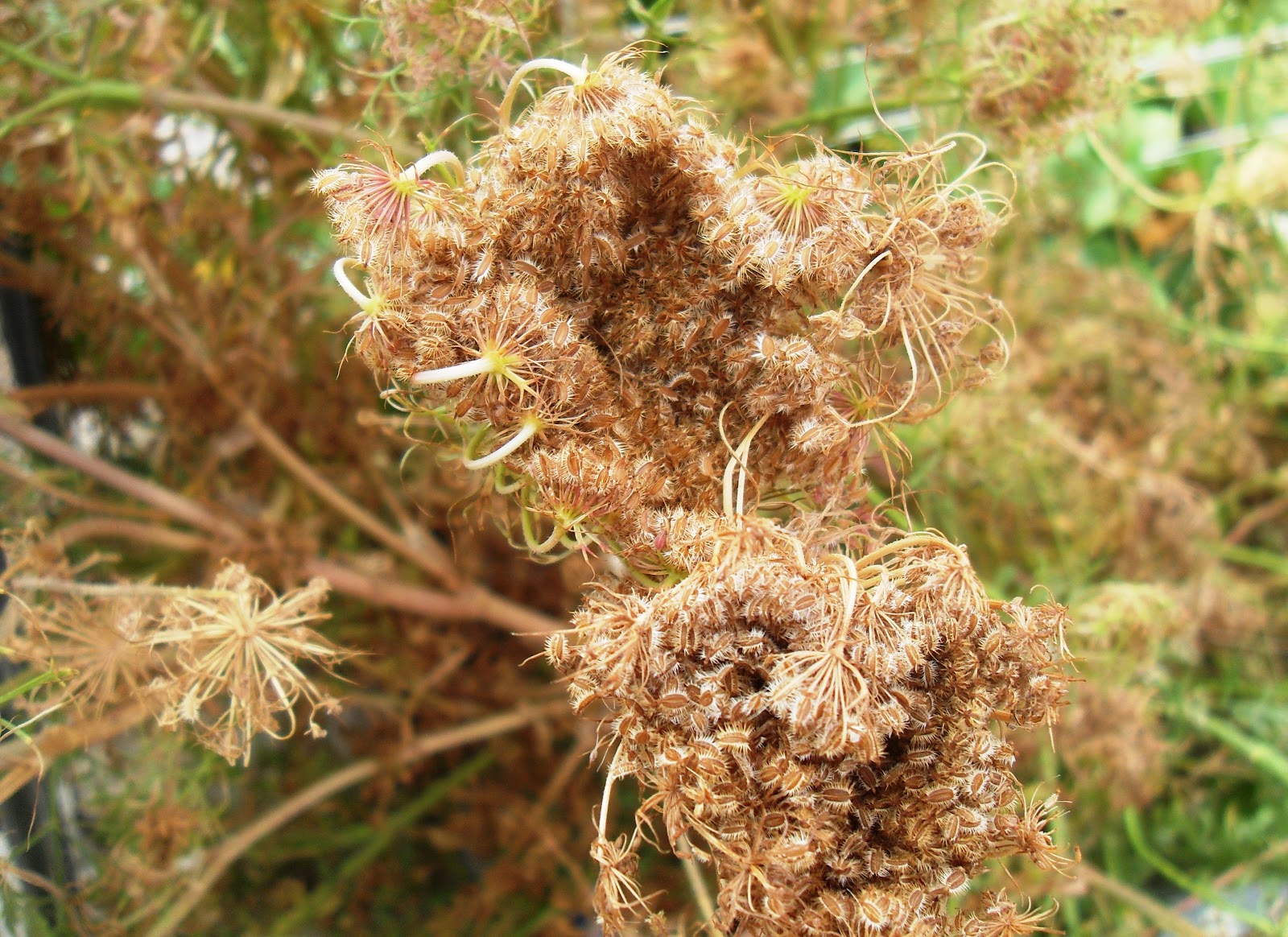 The Scientific Gardener: 7/1/12 - 8/1/12