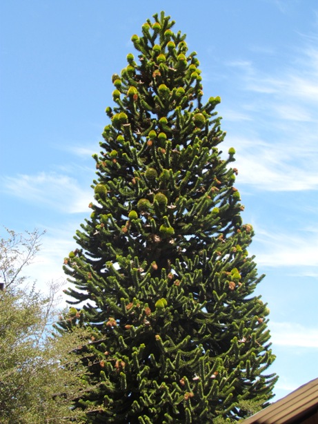 Cosas para recordar, contar y celebrar la vida.: El piñón