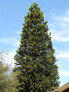 Cosas para recordar, contar y celebrar la vida.: El piñón