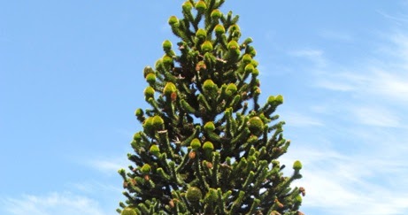 Cosas para recordar, contar y celebrar la vida.: El piñón